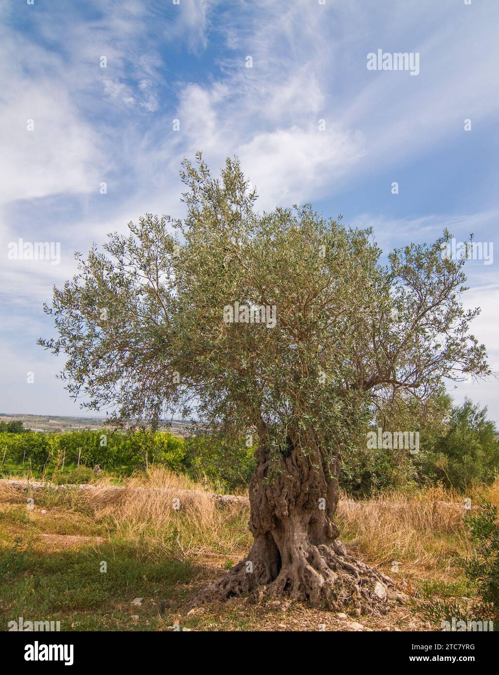 Olive tree in sicily hi-res stock photography and images - Alamy
