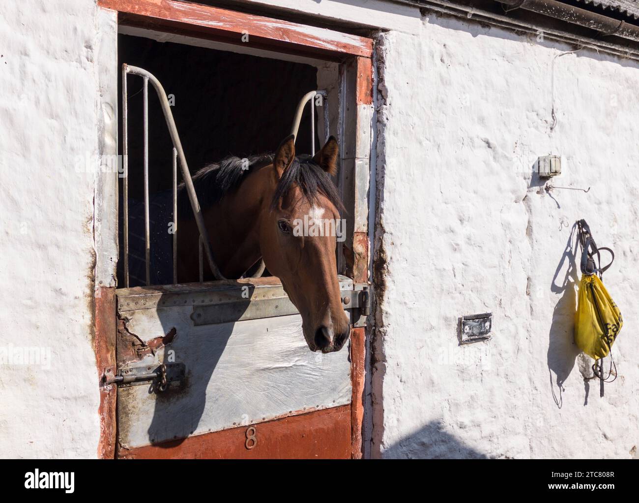 Michael Dods Racing,Denton,Darlington,England,UK.Brown horse looking ...