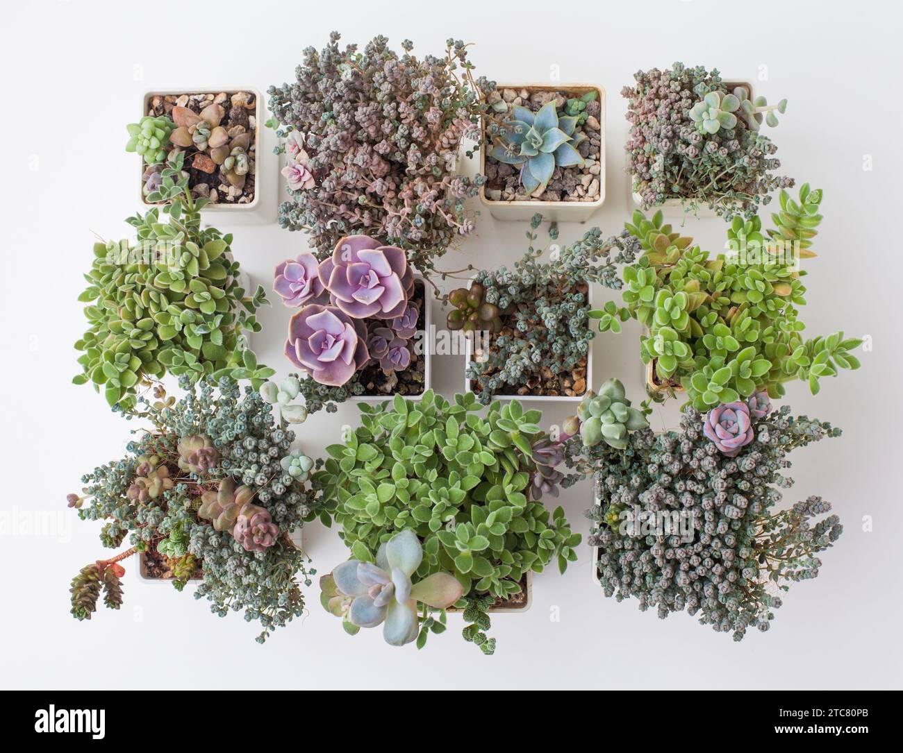 Set of bright green flower succulent houseplant, top view. Sedum ...