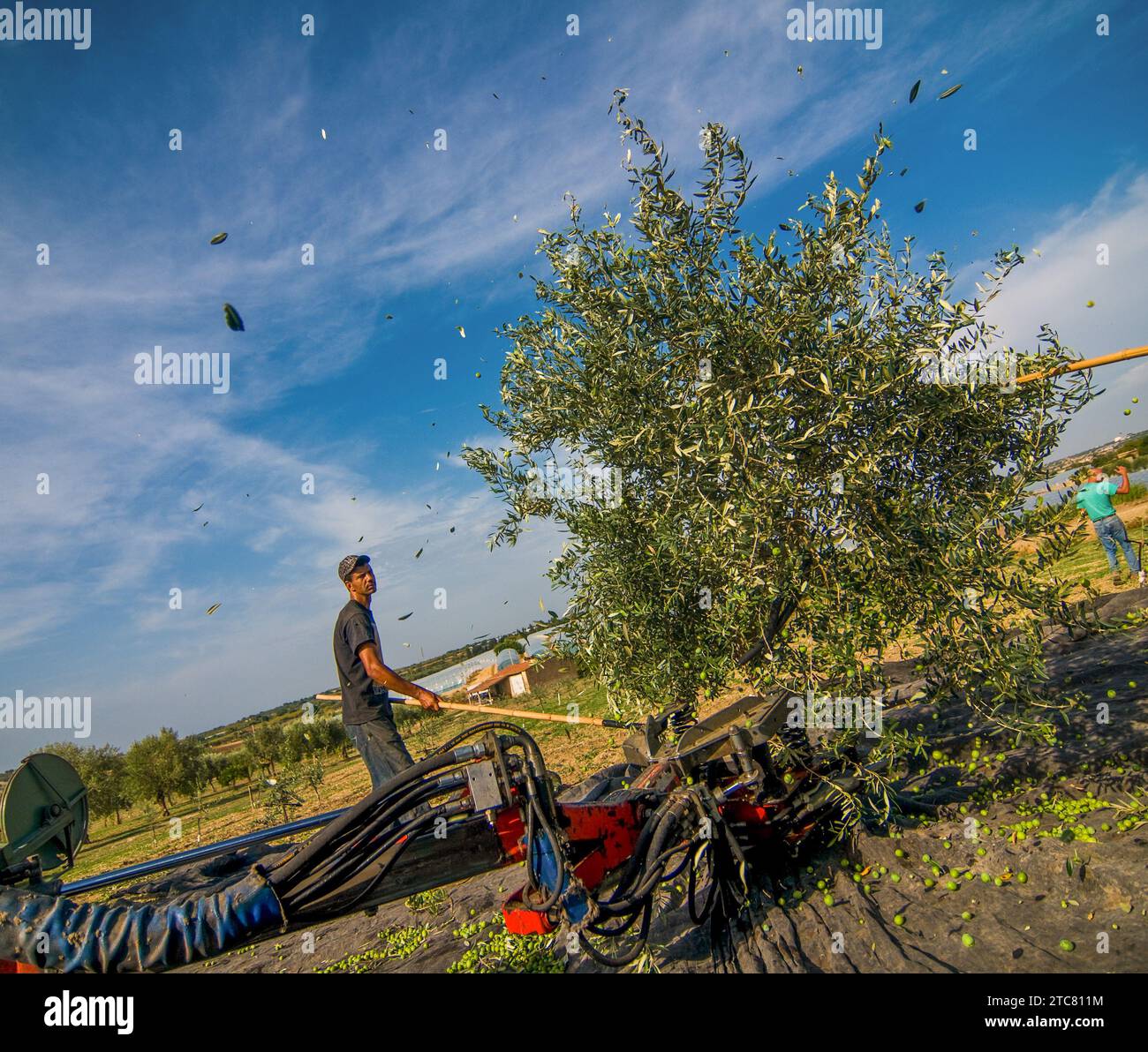 Mechanical harvesting (olive) hi-res stock photography and images - Alamy