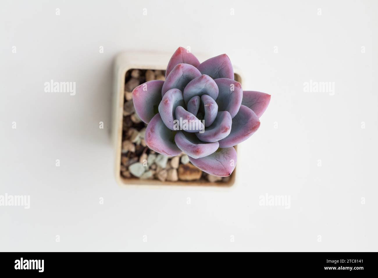 Purple color Pachyveria Powder Puff flower succulent houseplant on ...