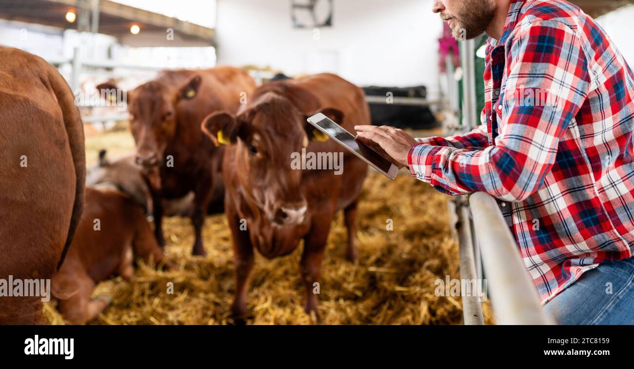 Rancher with tablet. Farmer using digital tablet in livestock, standing ...