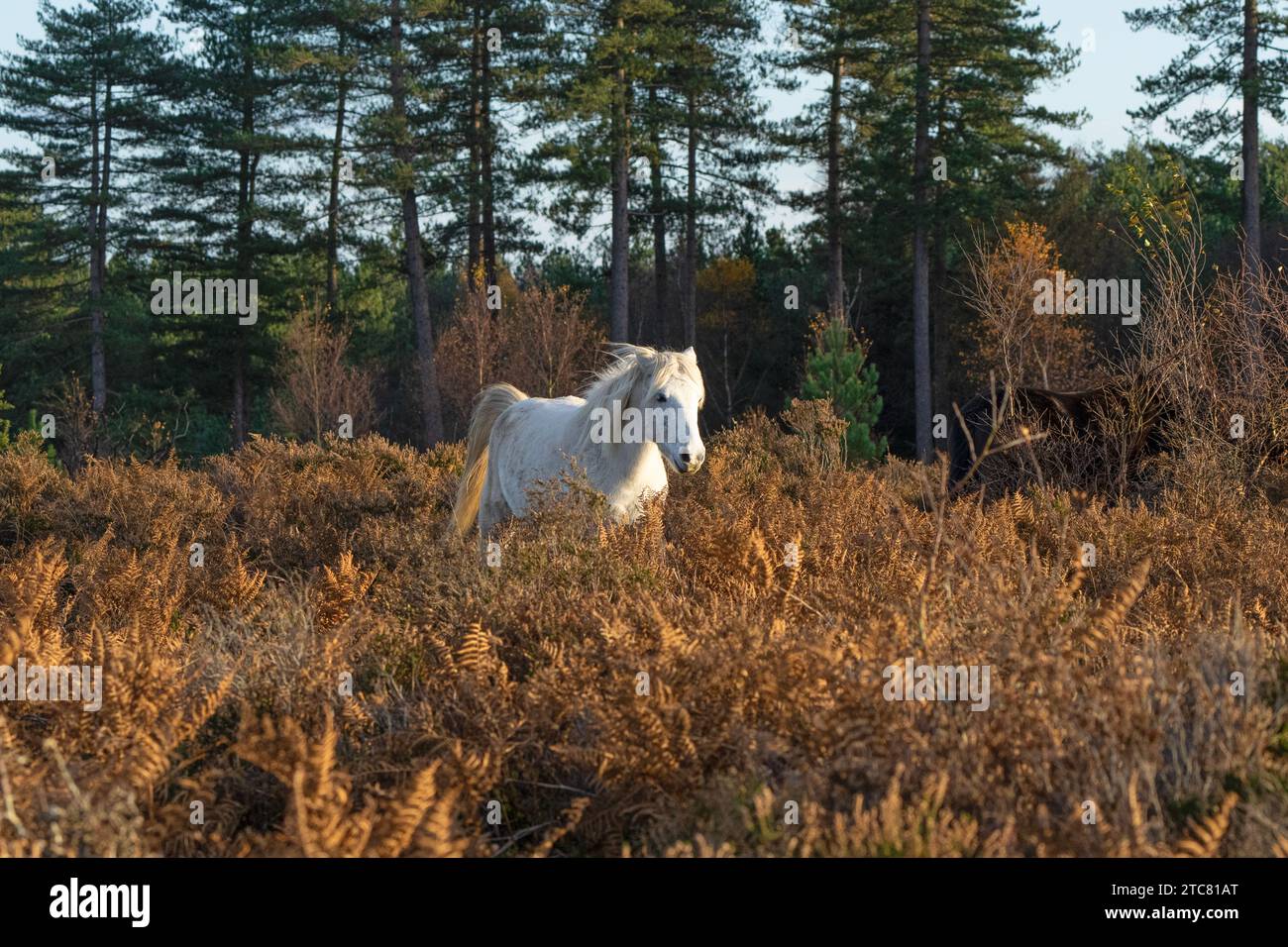 Wild Pony at Mogshade Hill in the New Forest National Park, Hampshire ...