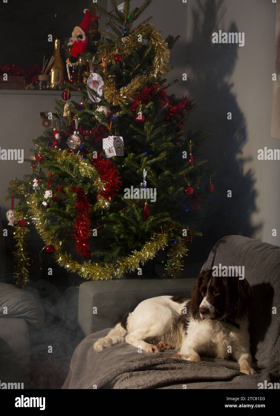 English springer spaniel on couch with Christmas tree and lights and ...