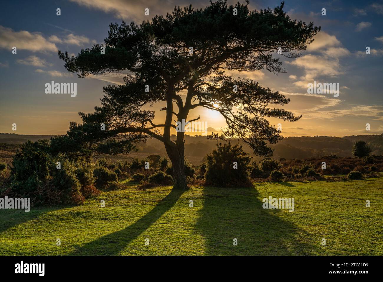 Sunset over a lone pine tree at Bratley View during autumn in the New ...