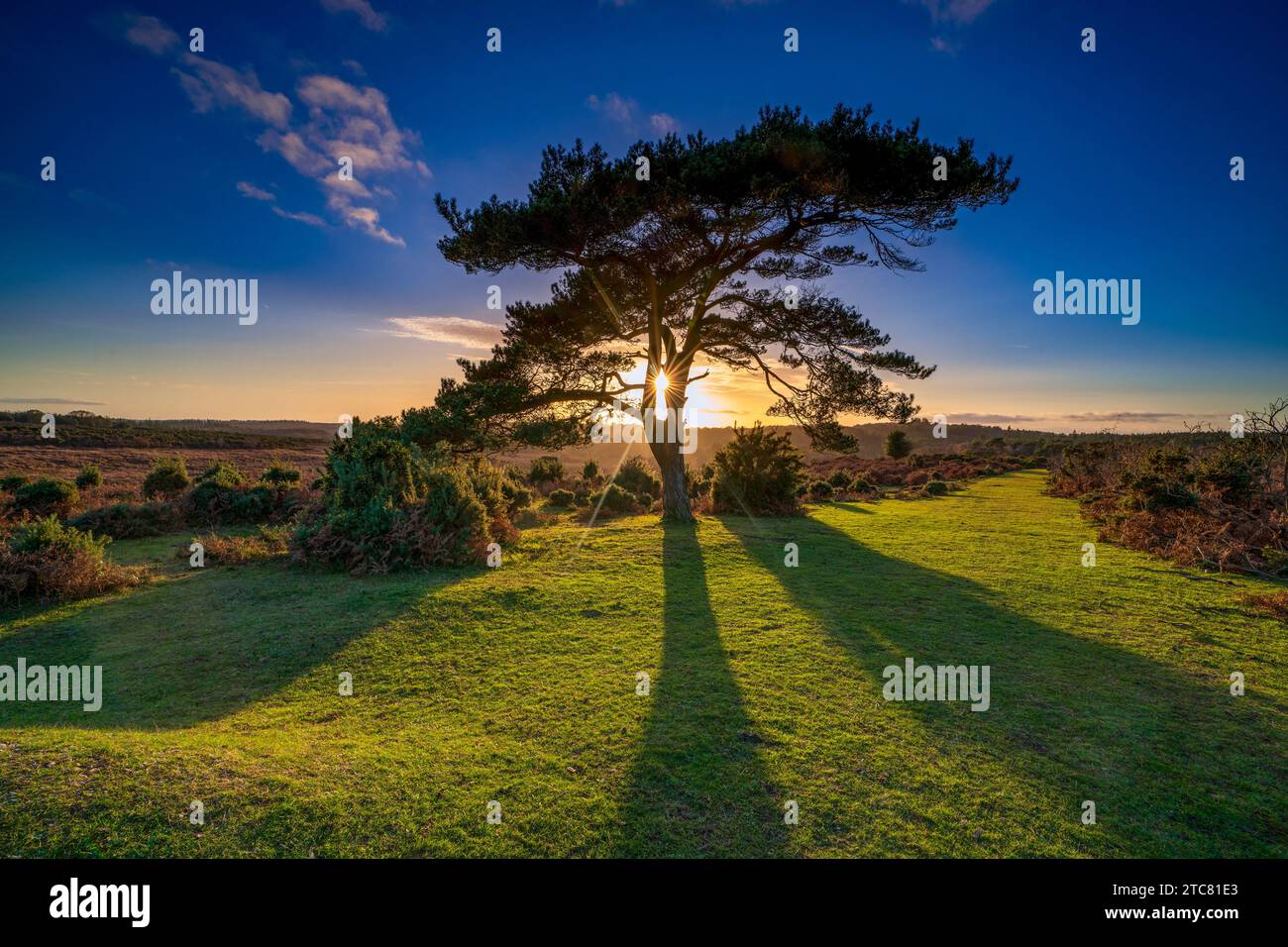 Sunset over a lone pine tree at Bratley View during autumn in the New ...