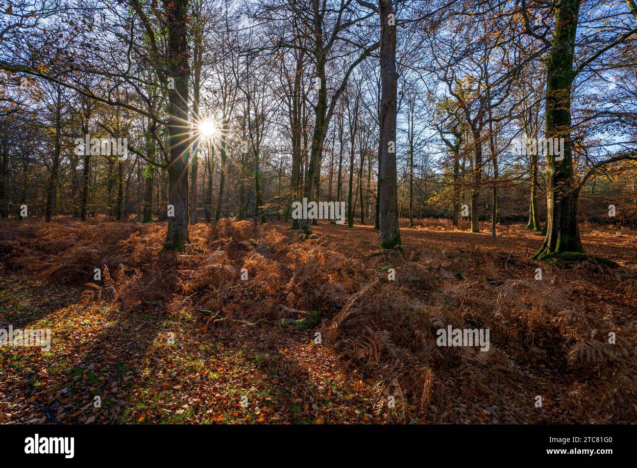 Autumnal colours on a sunny morning near Rhinefield Ornamental Drive in ...