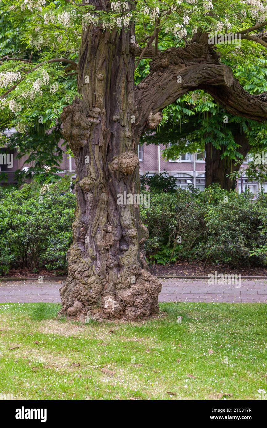 Old tree in Amsterdam, Netherlands Stock Photo - Alamy