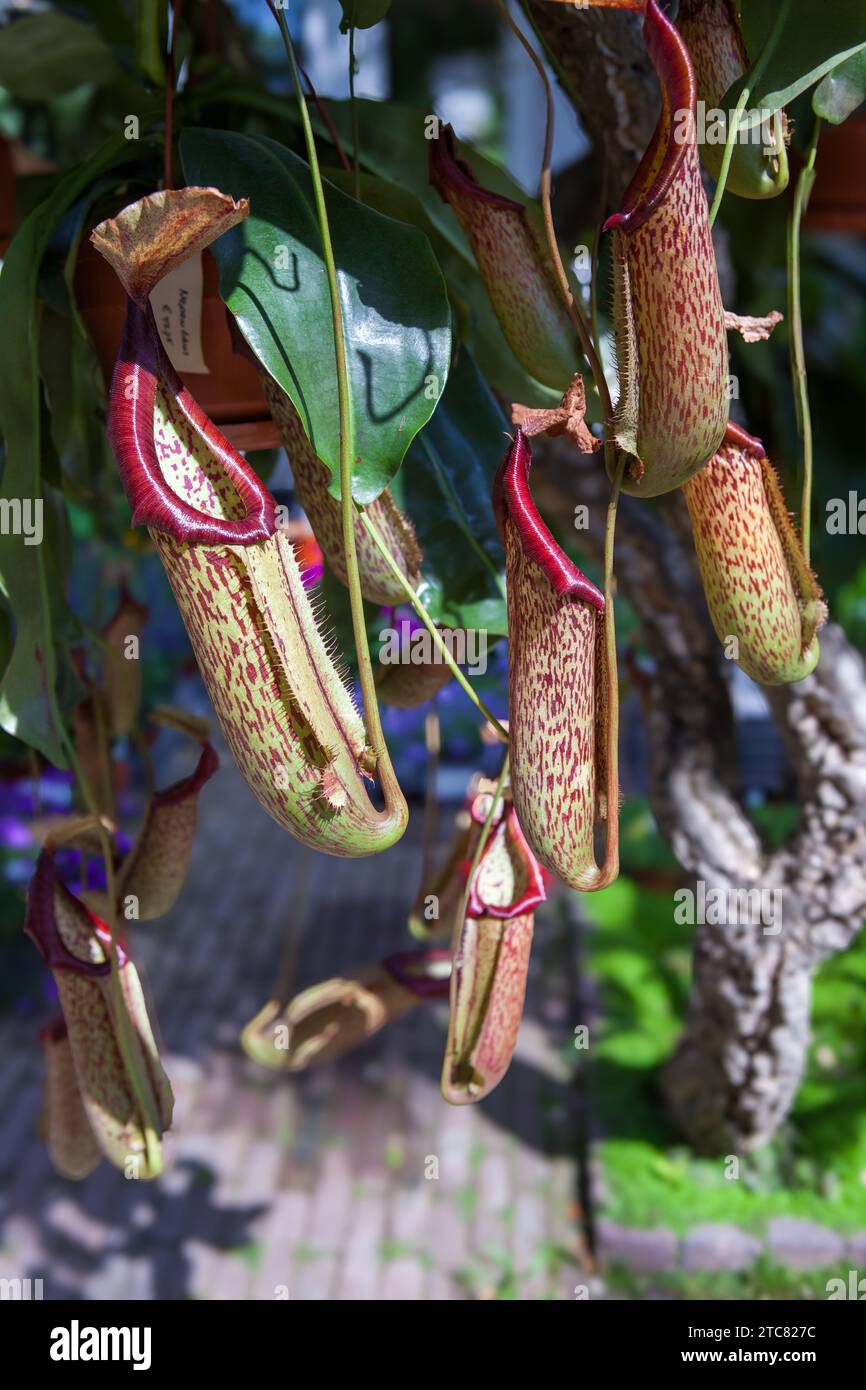 Terrestrial carnivorous hi-res stock photography and images - Alamy