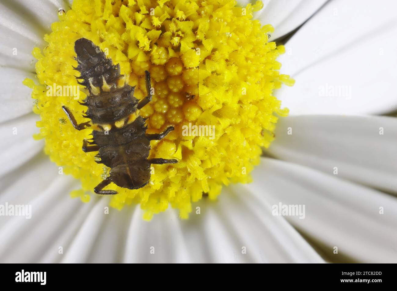 Close-up of Large Spotted Ladybird (Harmonia conformis) instar on daisy ...
