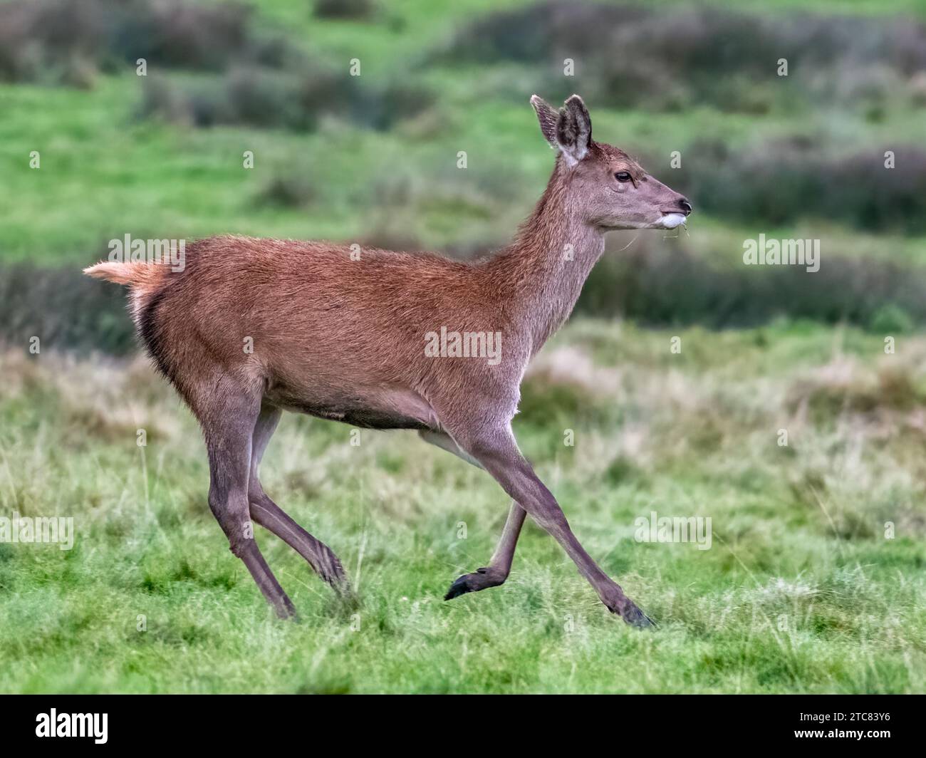 Red Deer Hind Stock Photo - Alamy