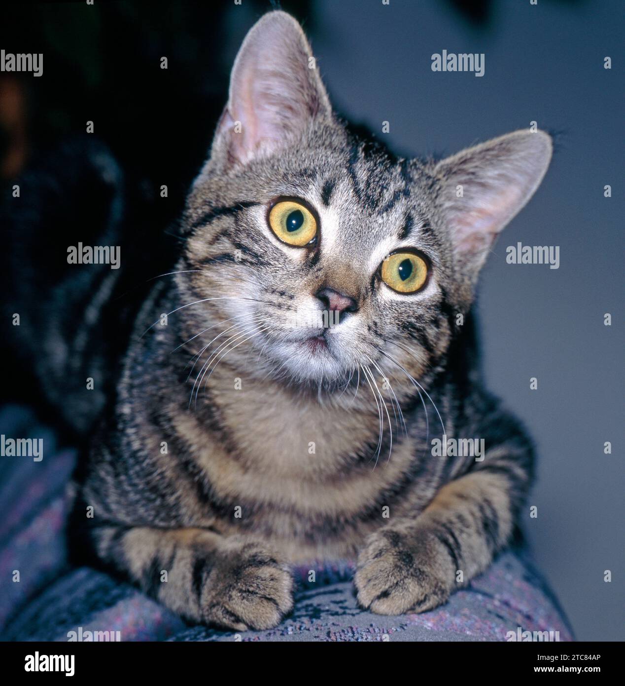 Katzenportraet hi-res stock photography and images - Alamy