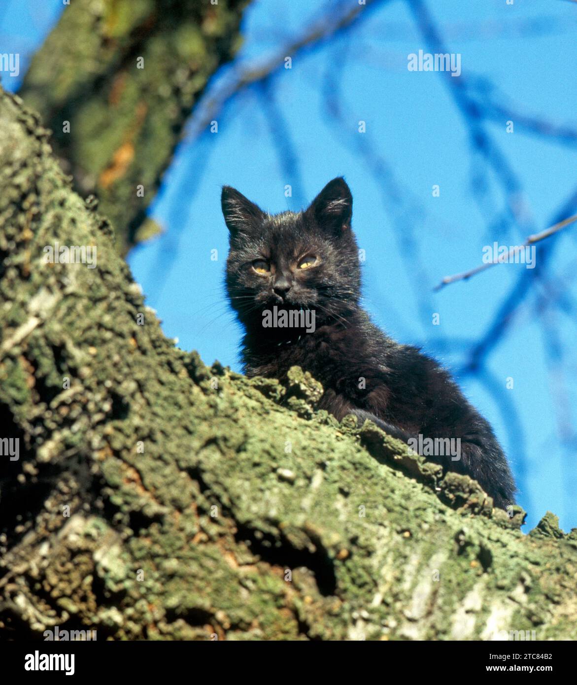 Junges schwarzes Hauskaetzchen klettert auf dickem Baumstamm Katze im ...