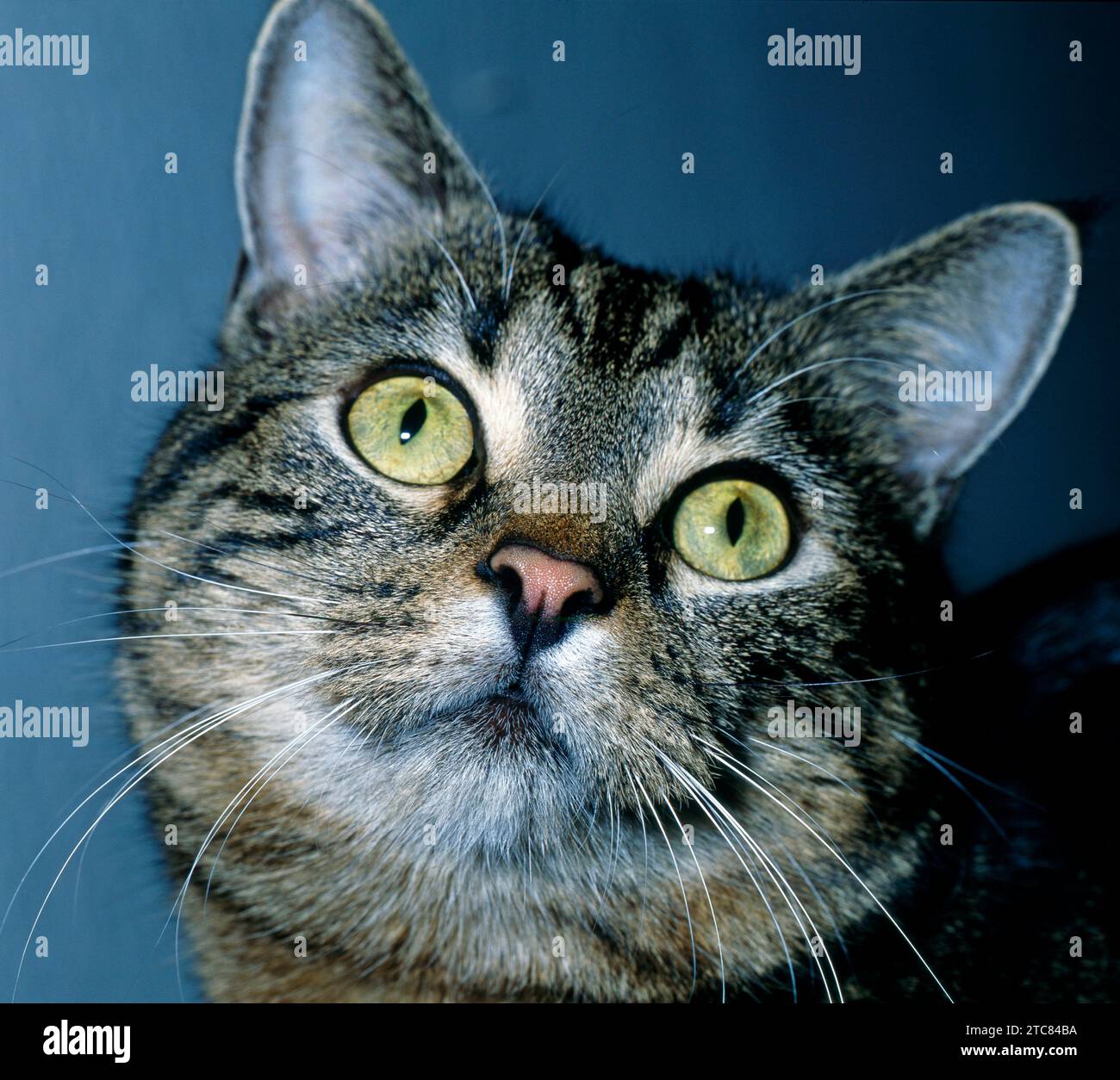 Portraet einer gestromten Hauskatze mit schmalen Pupillen. Gehoer ...