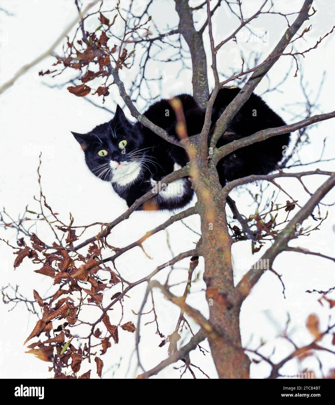 Katze im baum hi-res stock photography and images - Alamy