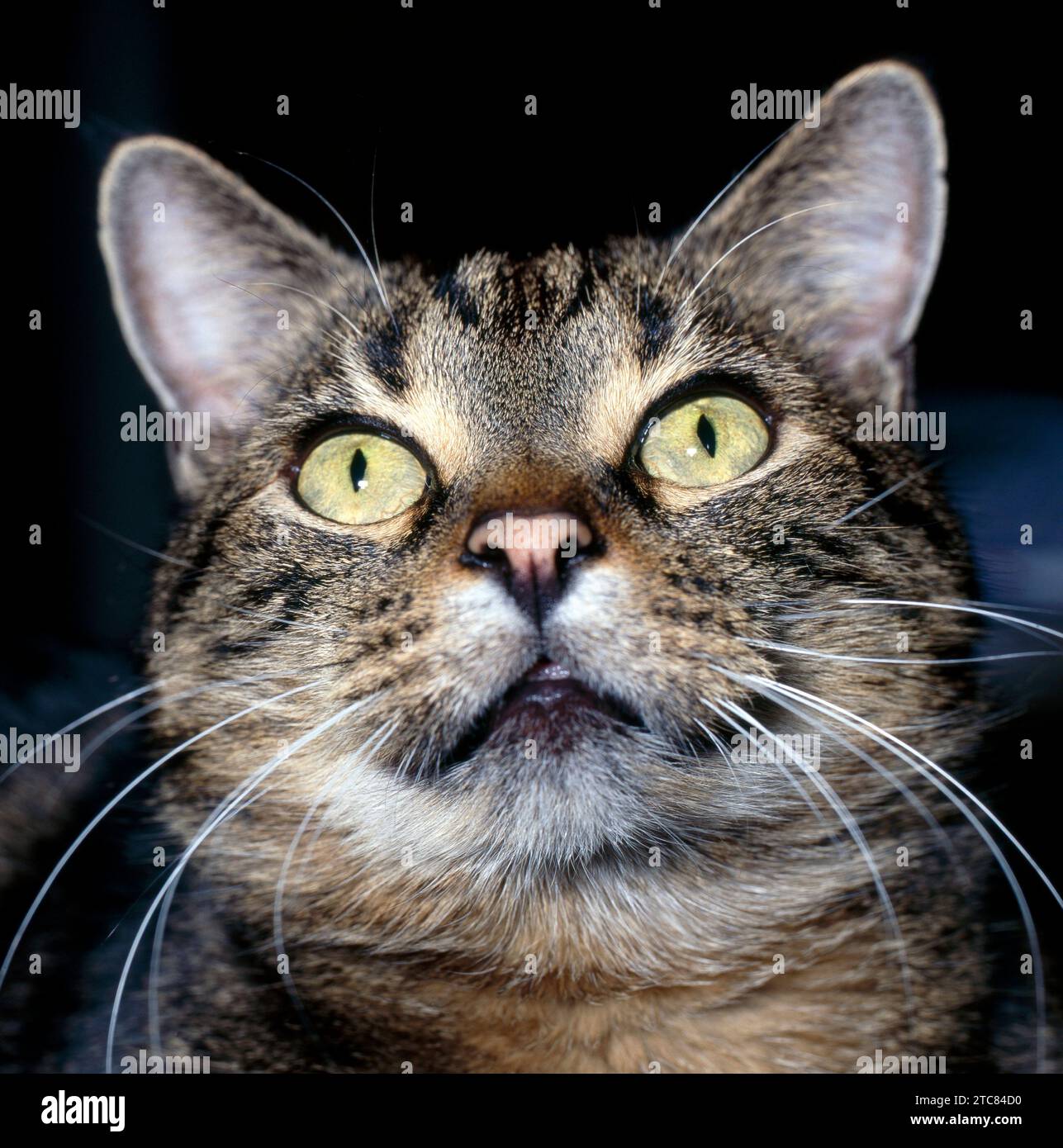 Portraet einer gestromten Hauskatze mit schmalen Pupillen. Gehoer ...
