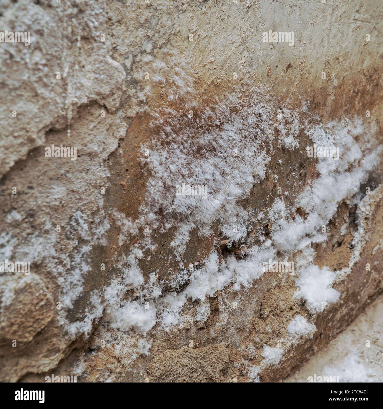 White mold basement hi-res stock photography and images - Alamy