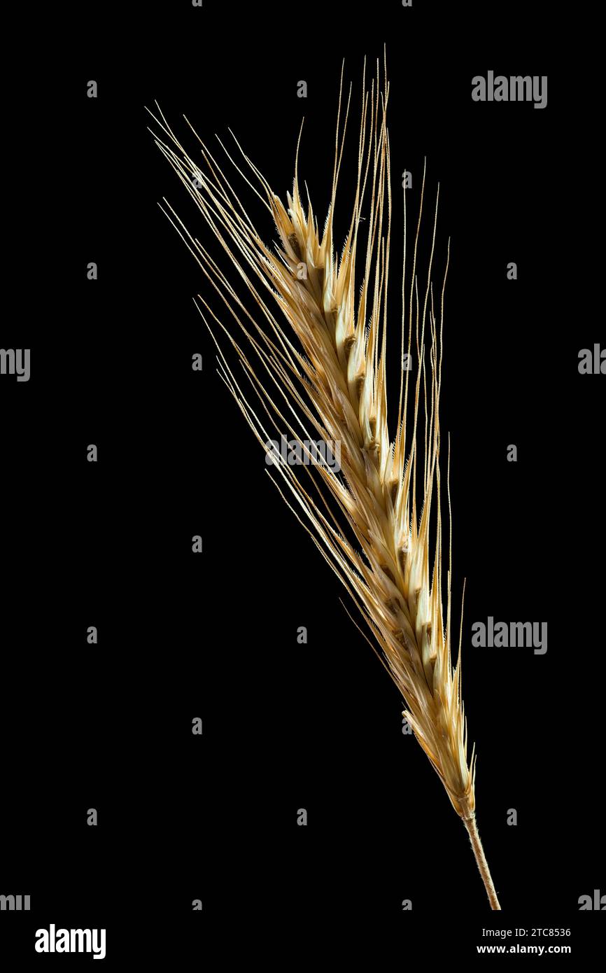 Black bakery hi-res stock photography and images - Alamy