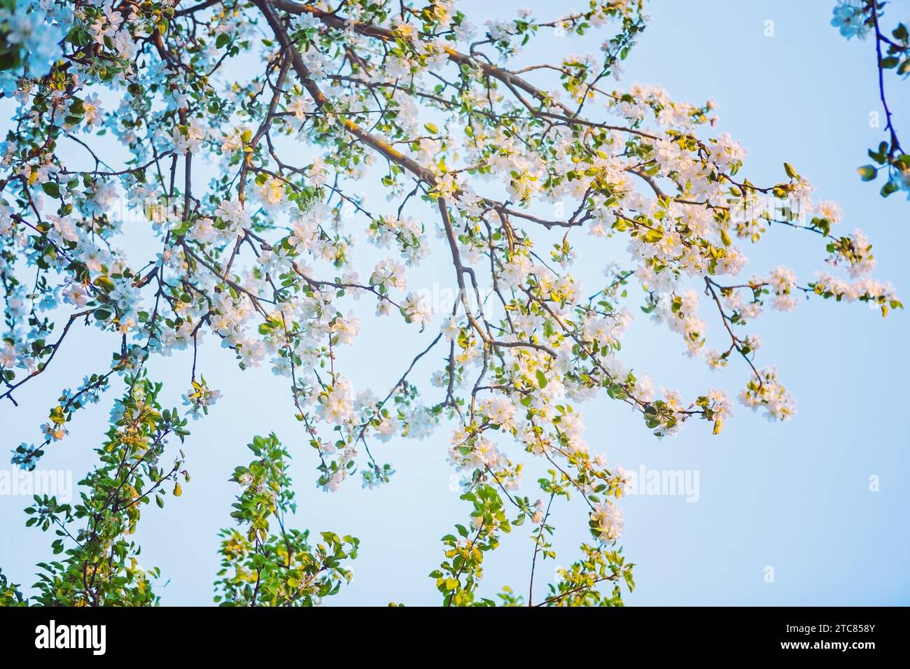 Instagram floral hi-res stock photography and images - Alamy