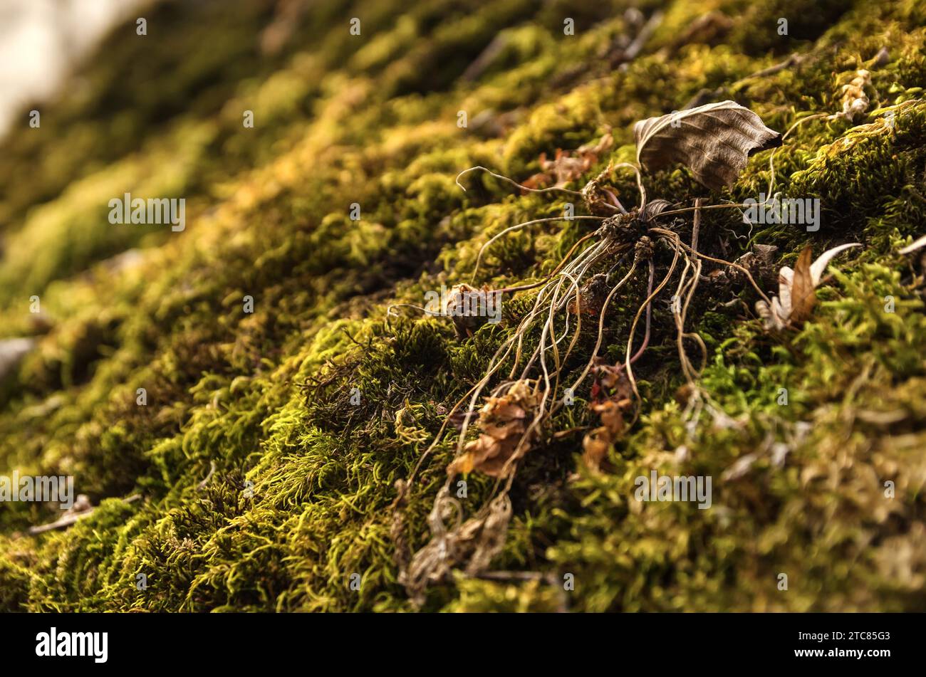 Beautiful golden, spring moss with foliage and small cones on the trees ...