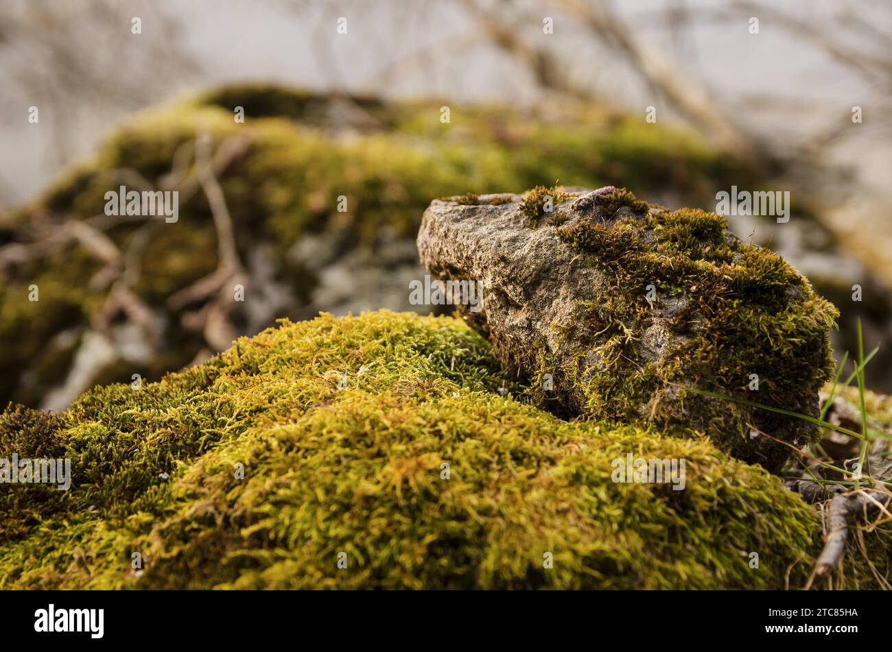 Beautiful golden, spring moss with foliage and small cones on the trees ...