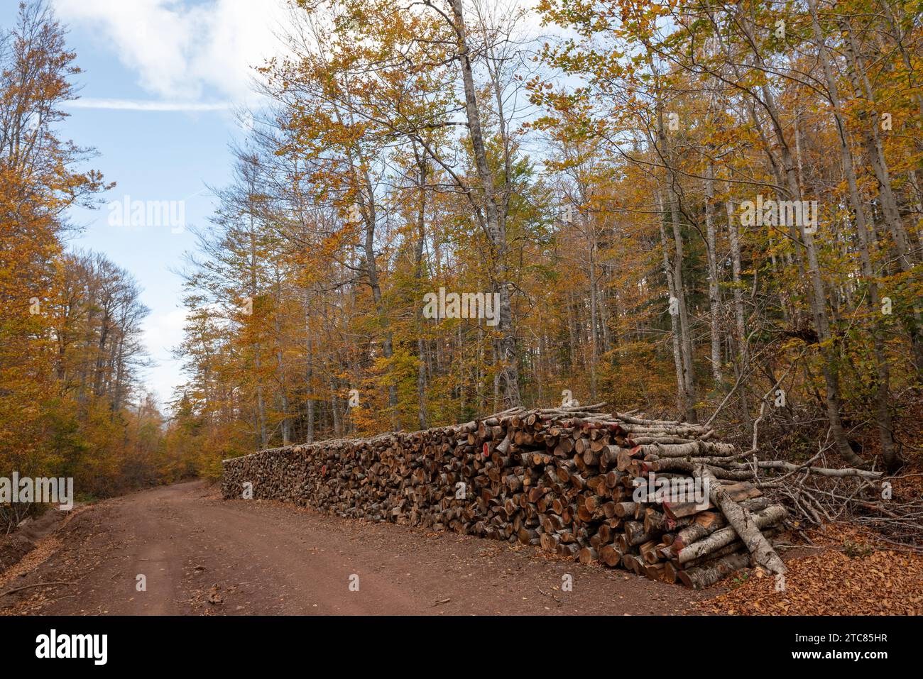 Log spruce trunks pile. Sawn timber trees from the forest. Logging ...