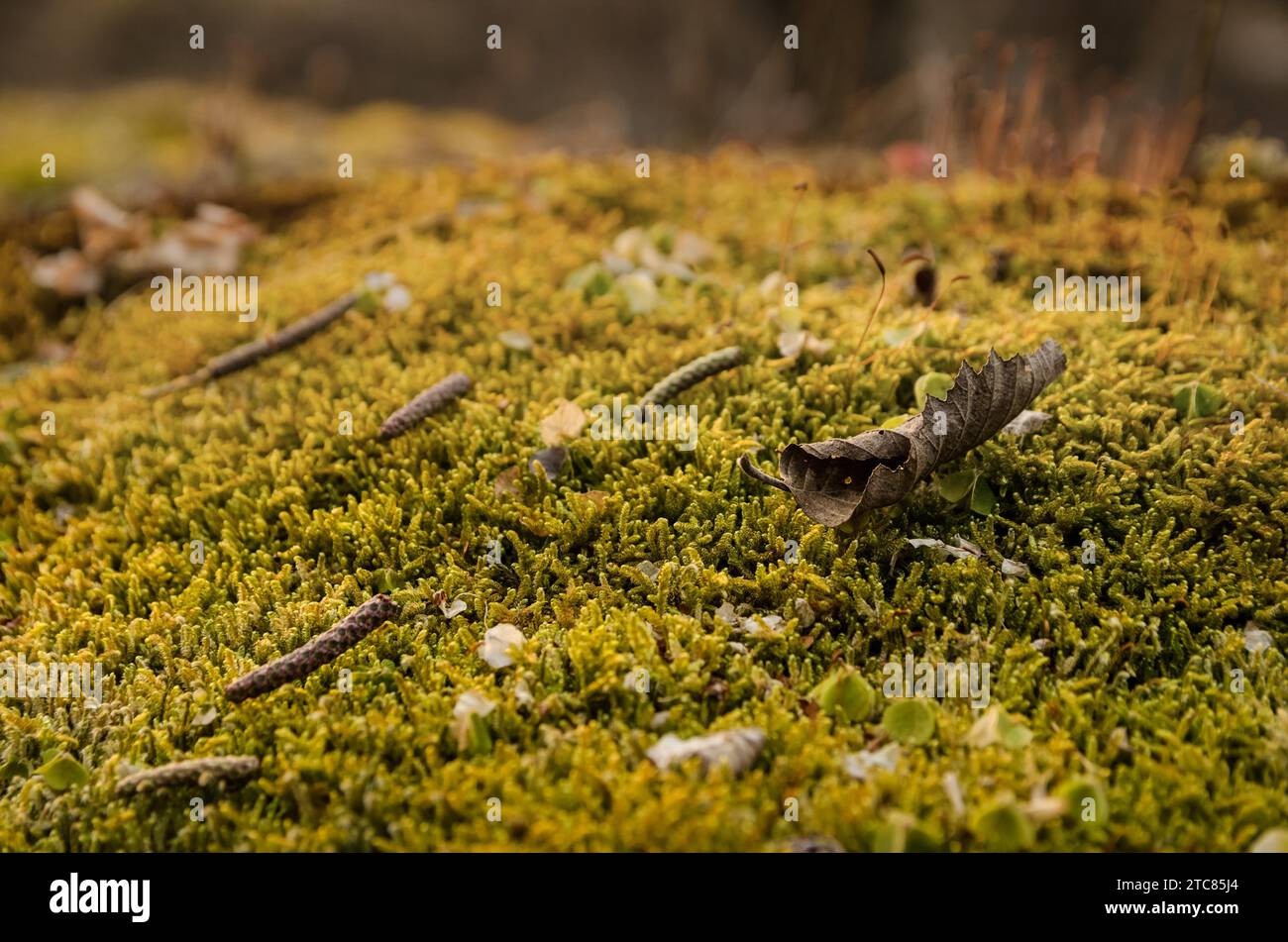 Beautiful golden, spring moss with foliage and small cones on the trees ...