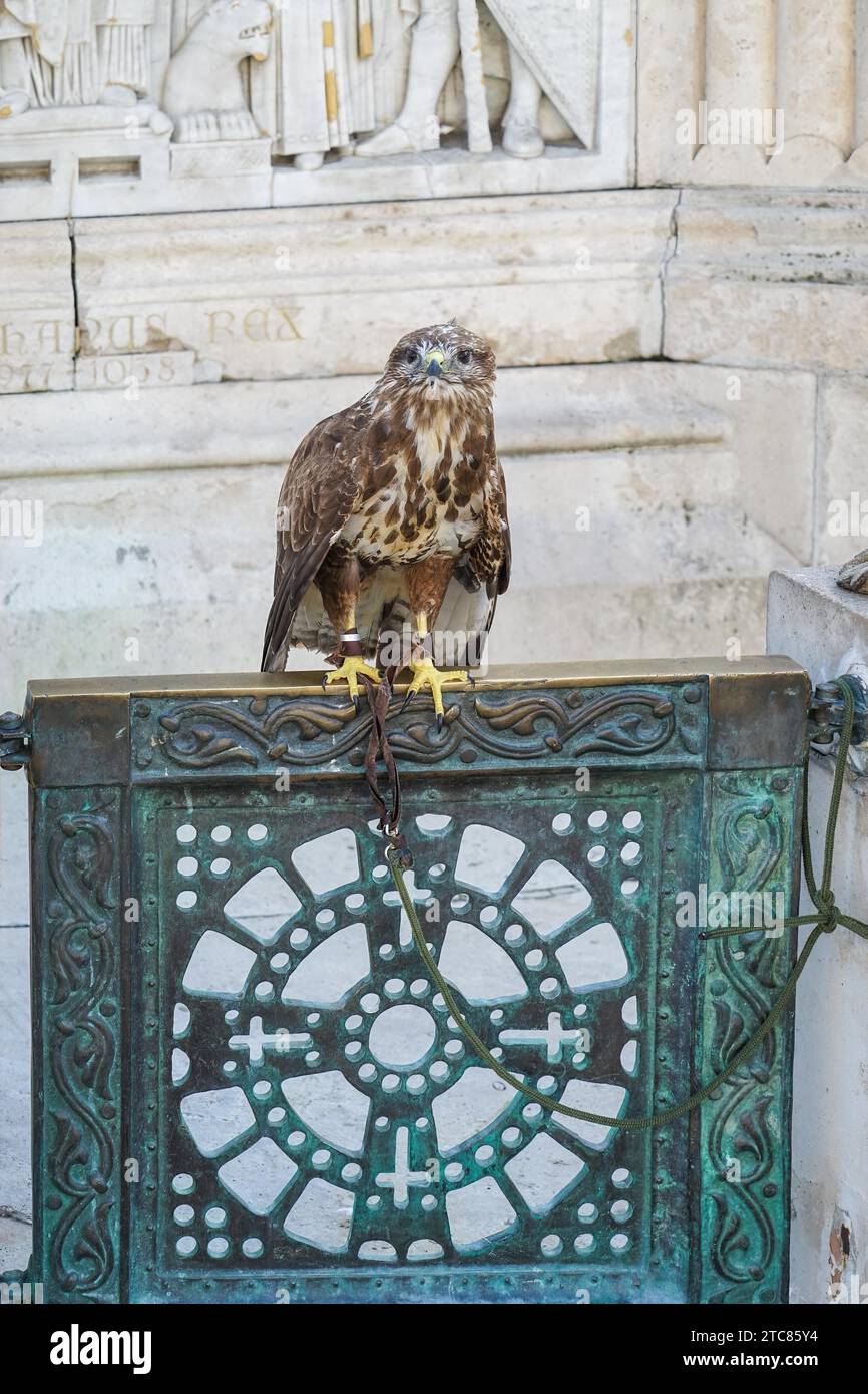 Hawk on gate at base St Stephens statue Budapest Stock Photo - Alamy