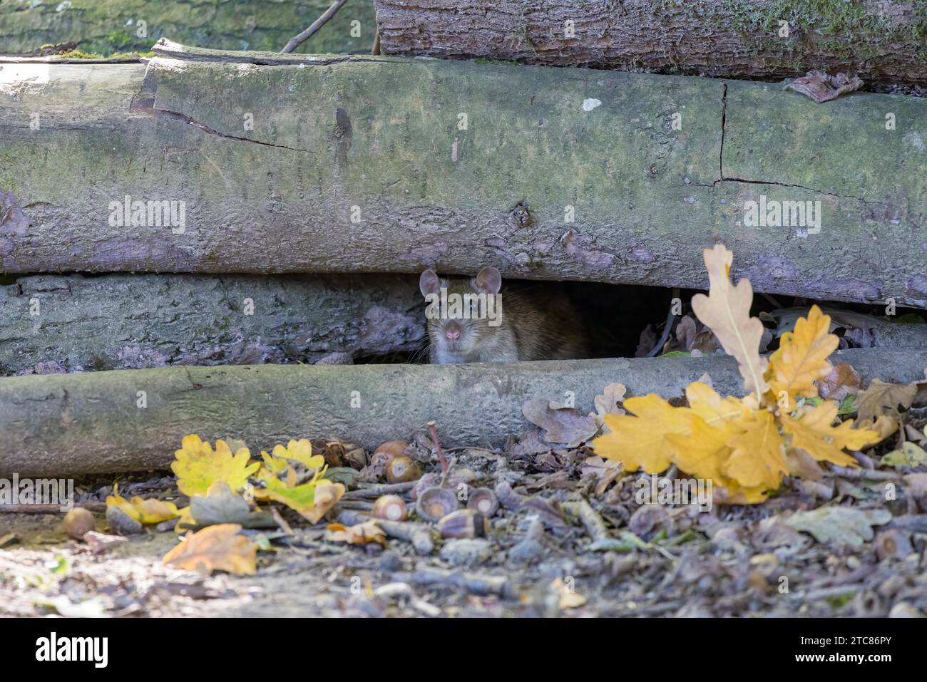 Brown Rat nesting in some old logs Stock Photo - Alamy