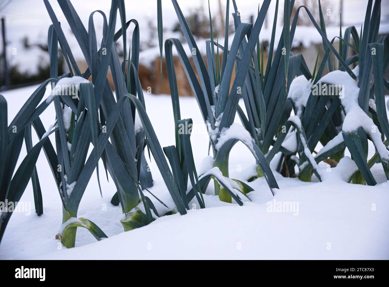 Leek Covered With Snow In The Vegetable Garden - Leek In Winter Stock ...