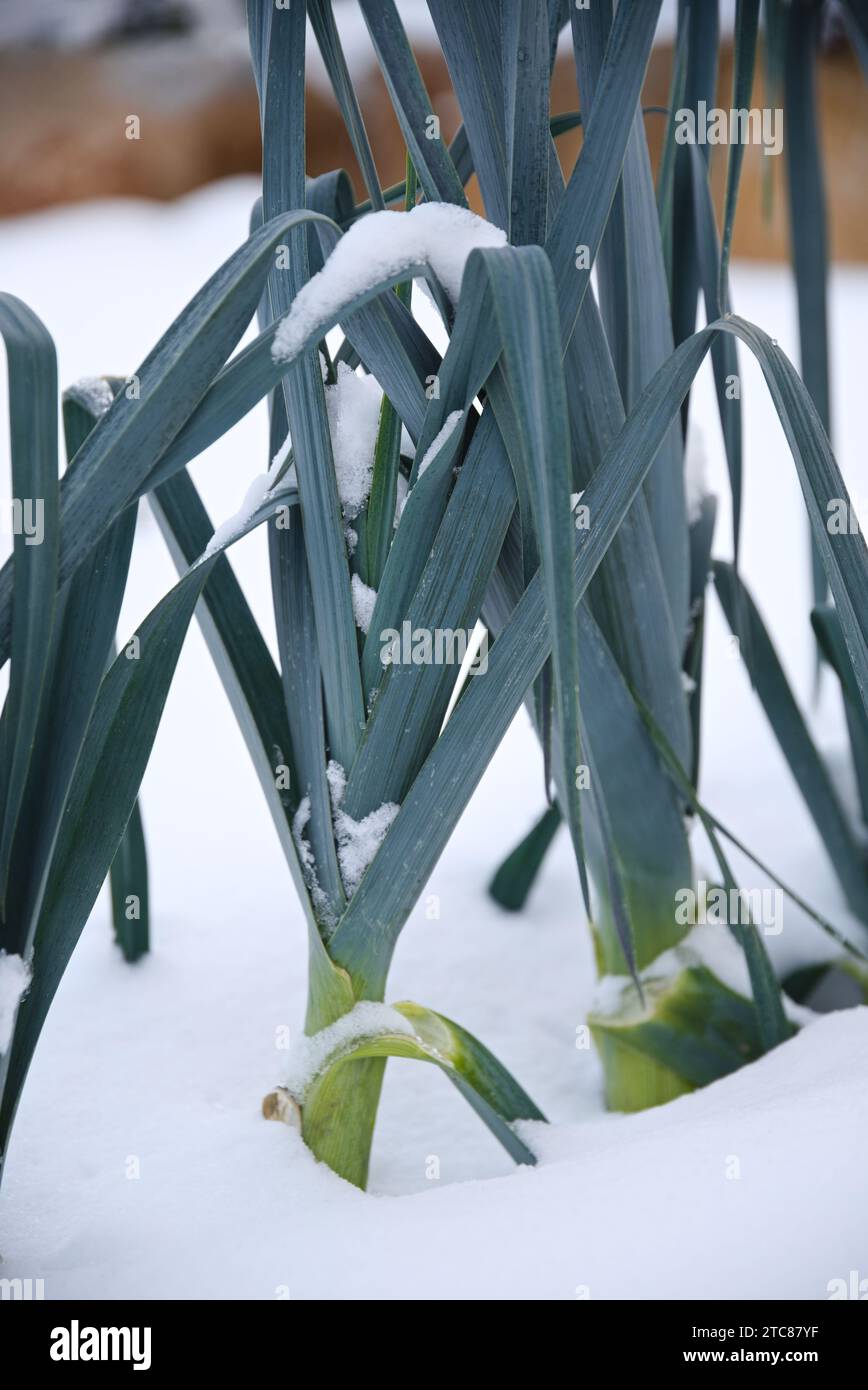 Snow Covered Leek In The Vegetable Garden - Leek In Winter Stock Photo ...