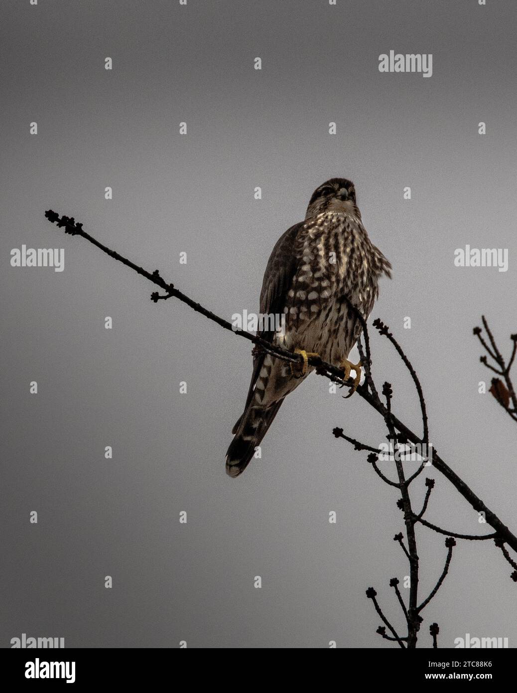 Merlin Falcon Perched on a Tree Branch Stock Photo - Alamy