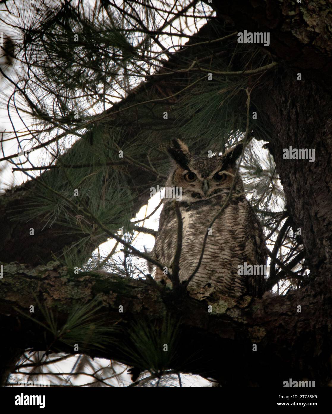 Great Horned Owl Roosting in a Pine Tree Stock Photo - Alamy