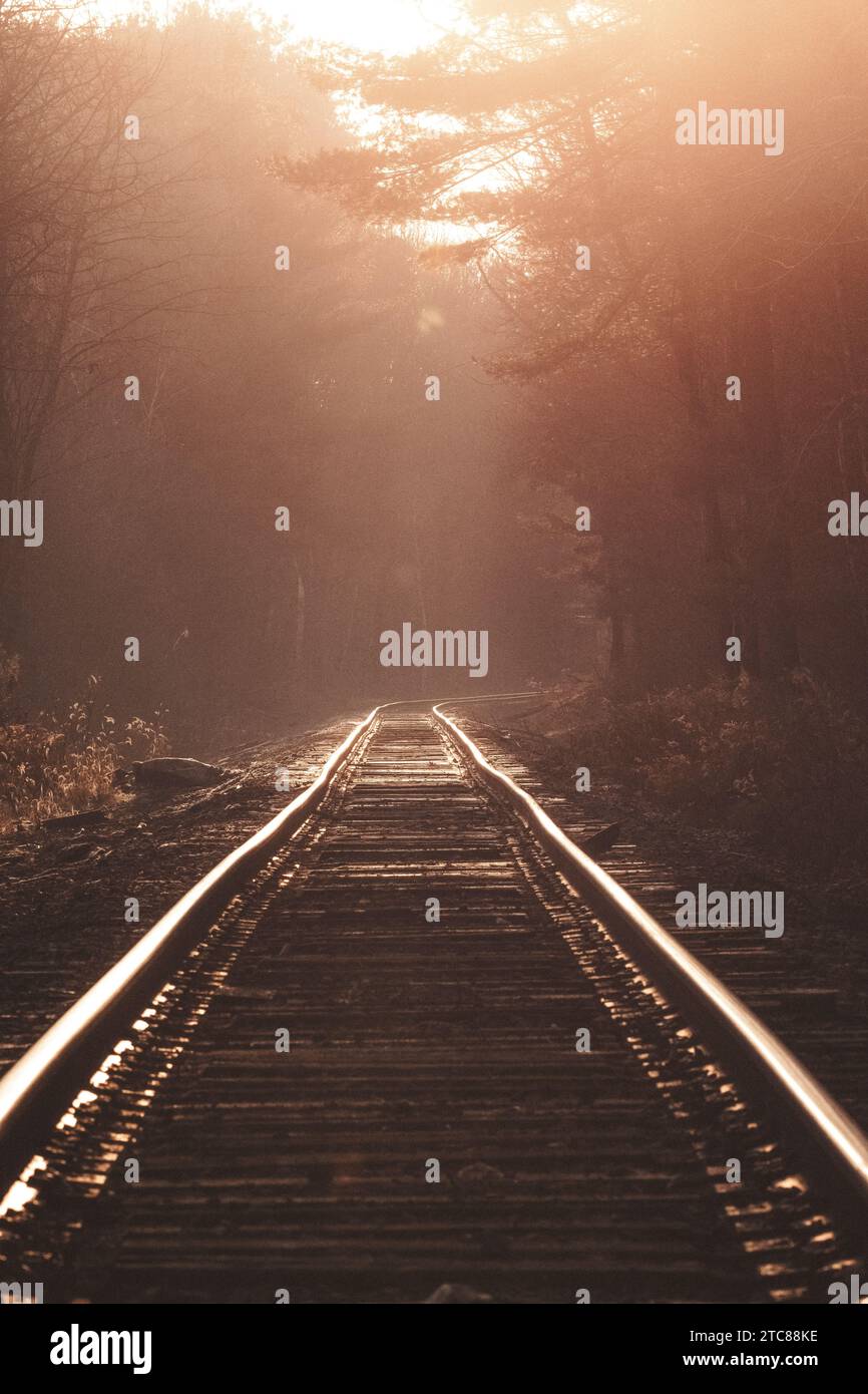 Train Tracks in the Forest Stock Photo - Alamy