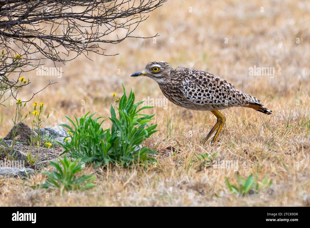 The spotted thick-knee (Burhinus capensis), also known as the spotted dikkop or Cape thick-knee ...