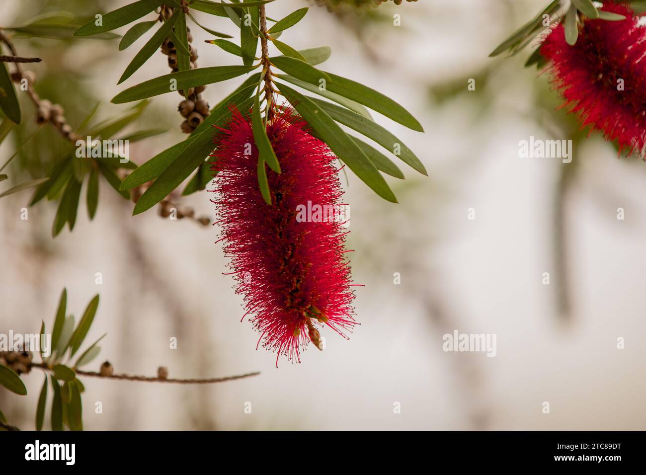 Weeping bottlebrush hi-res stock photography and images - Alamy