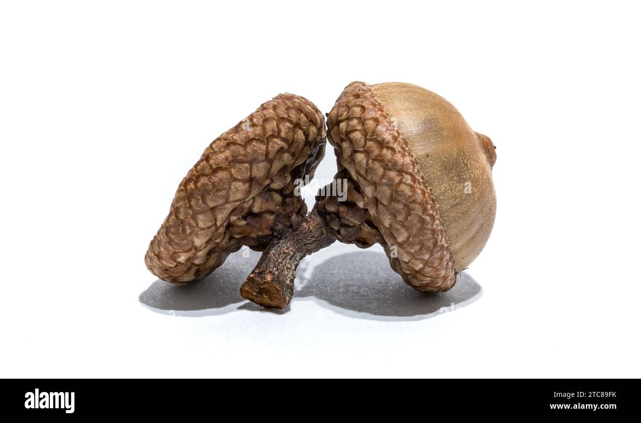 A picture of a pair of acorns on a white background Stock Photo - Alamy