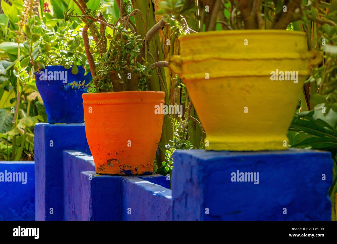 A picture of the Jardin Majorelle's plants, in Marrakesh Stock Photo ...