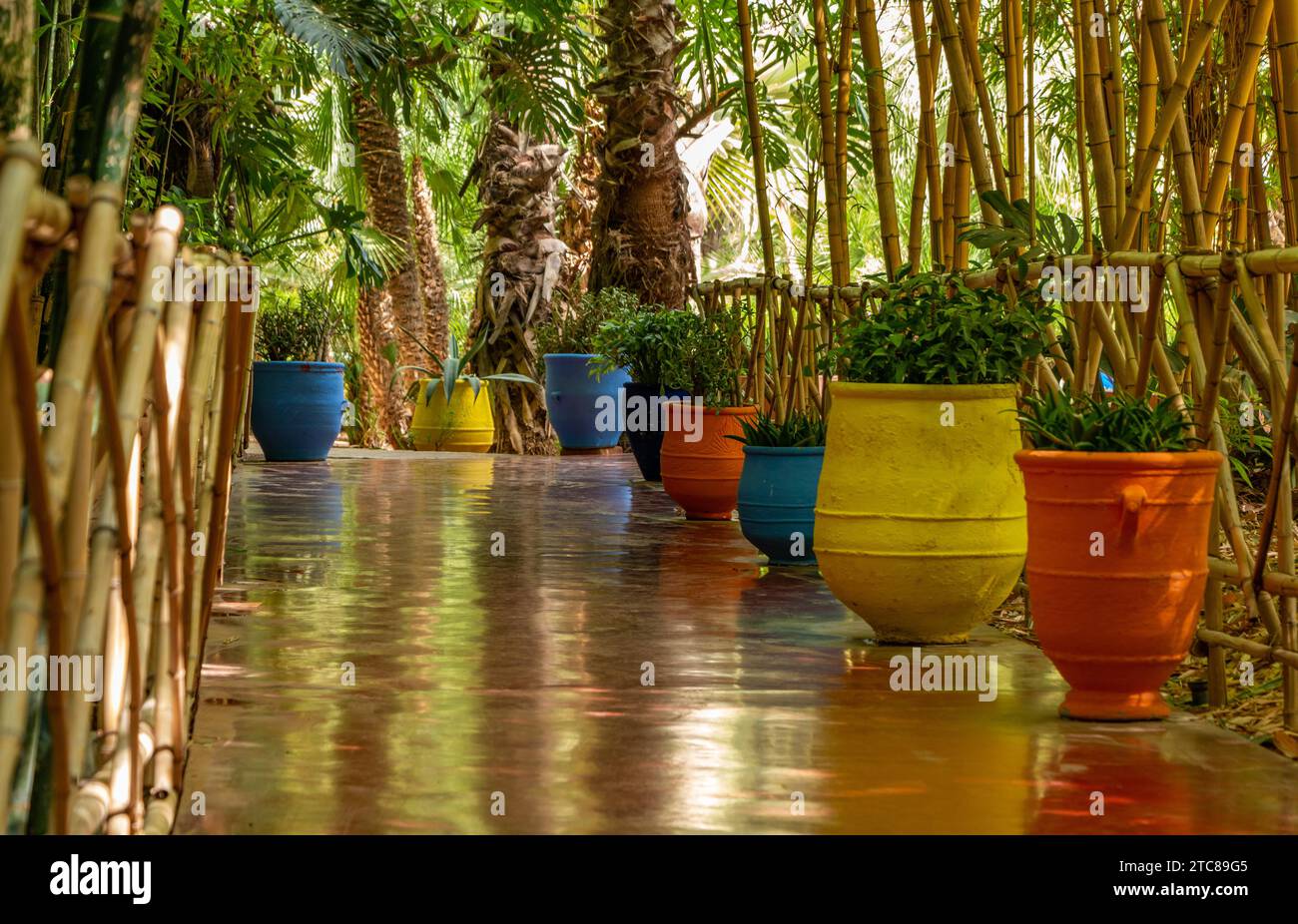 A picture of the Jardin Majorelle's plants, in Marrakesh Stock Photo ...