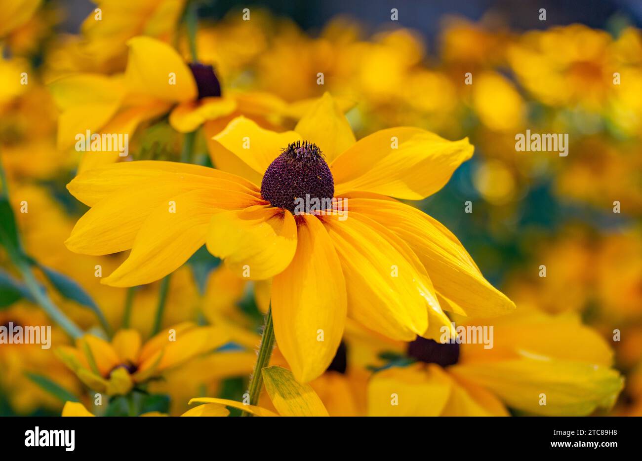 A picture of a Brown-Eyed Susan yellow flower captured in the Lower ...