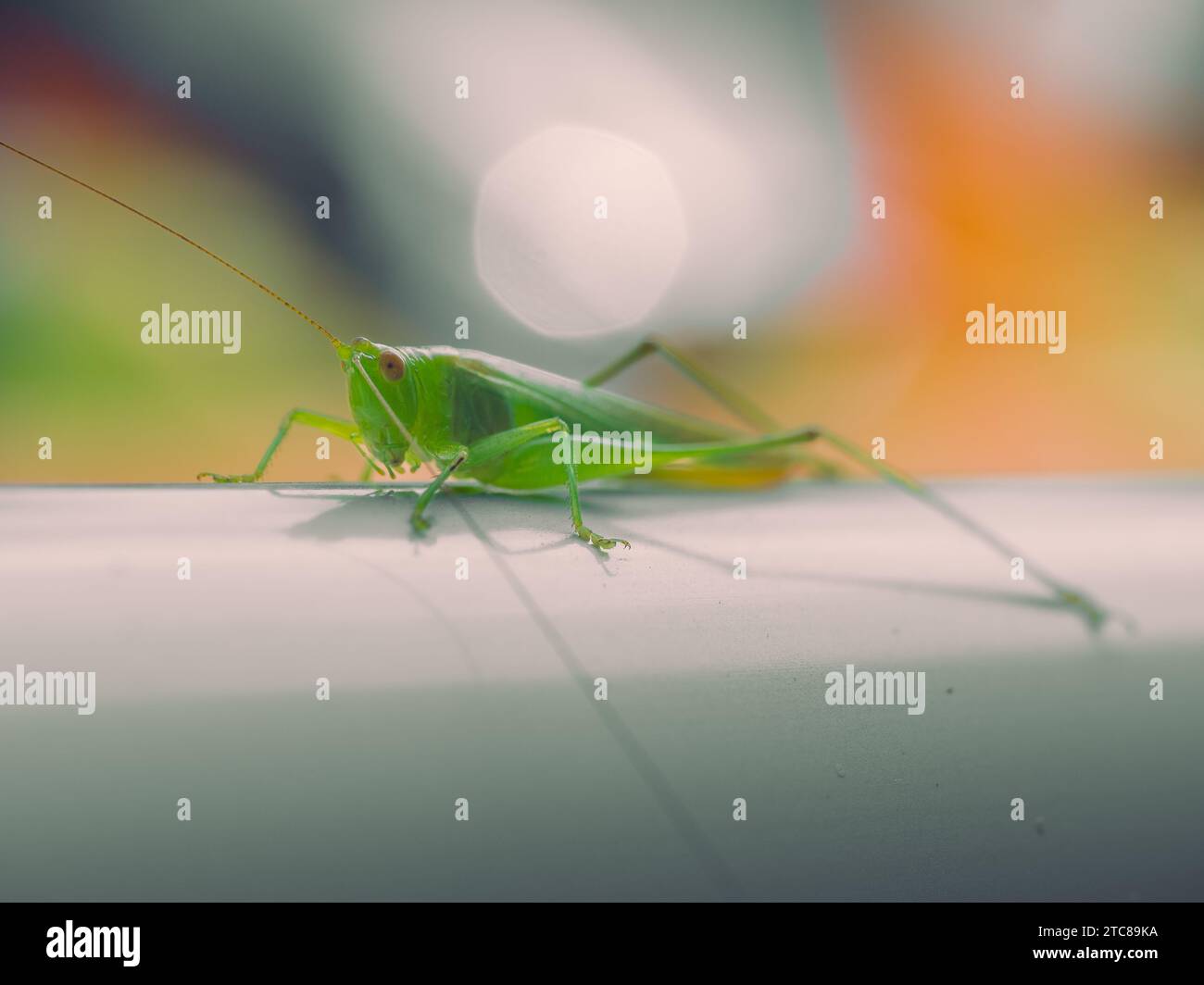 Insecto o insecto verde hi-res stock photography and images - Alamy