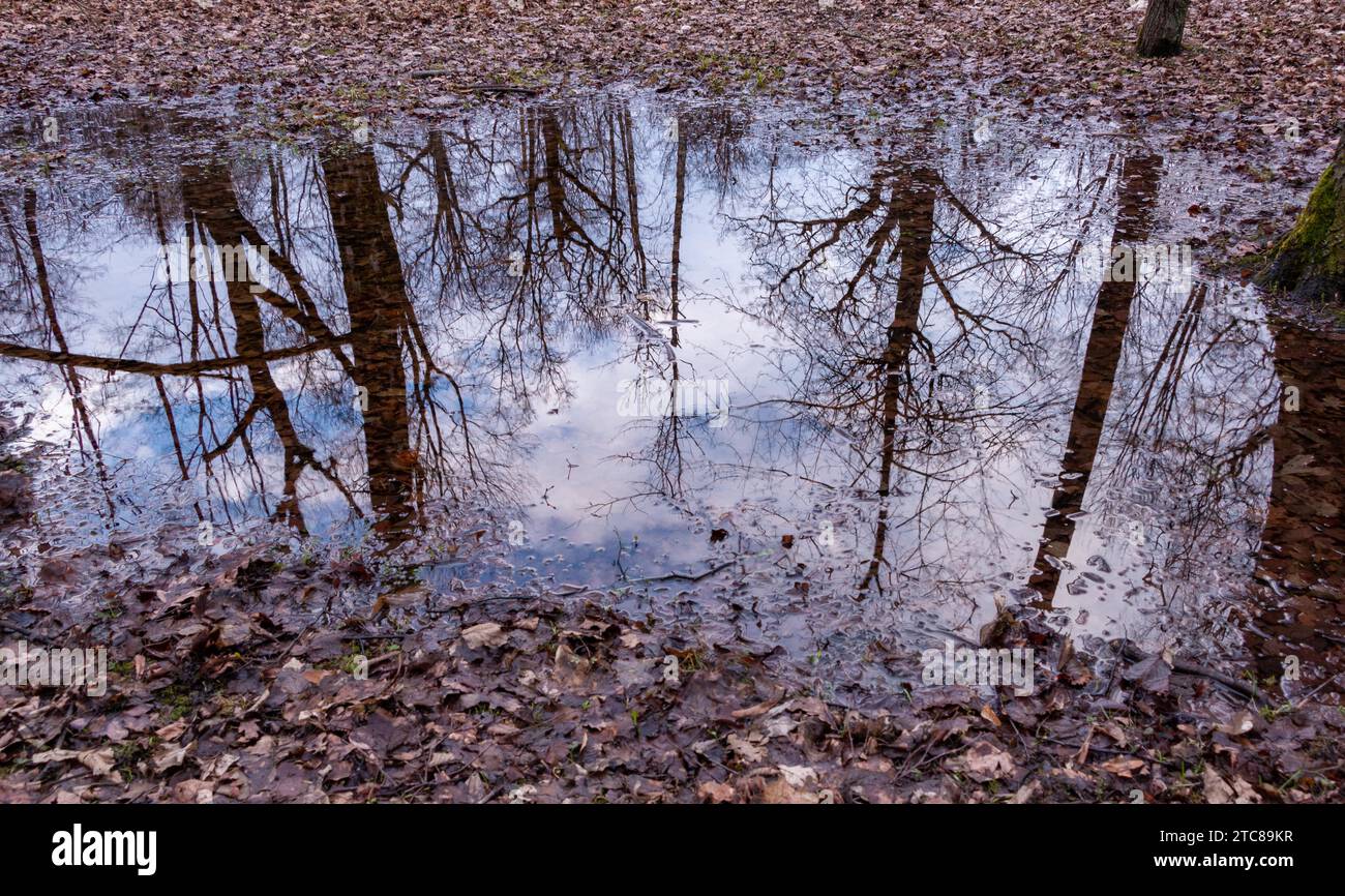 A picture of a park puddle reflecting trees in the winter Stock Photo ...