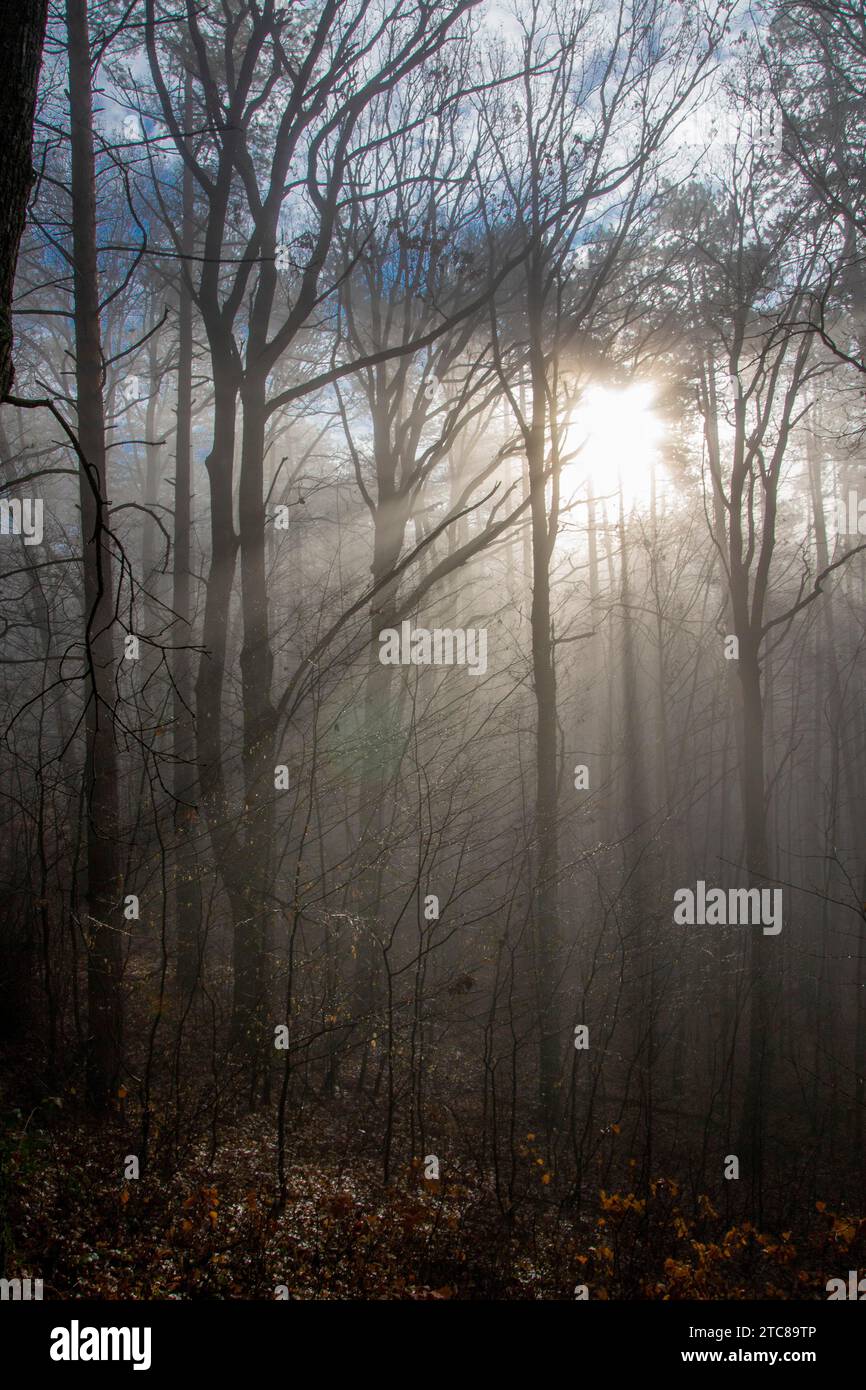Misty foggy forest during the sunset. Magical mysterious scene Stock ...