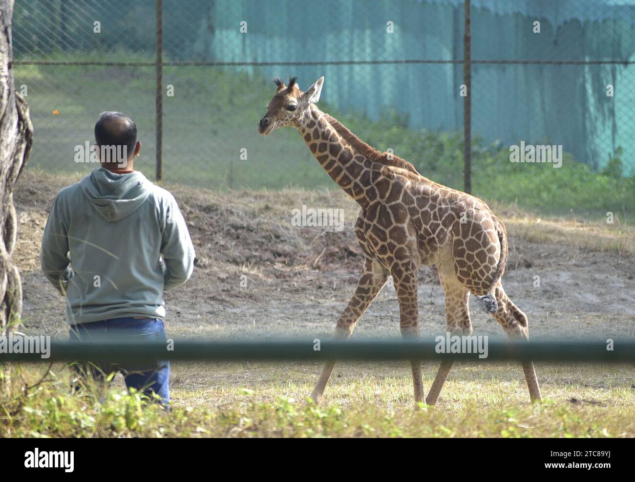 Giraffe inside its enclosure hi-res stock photography and images - Alamy