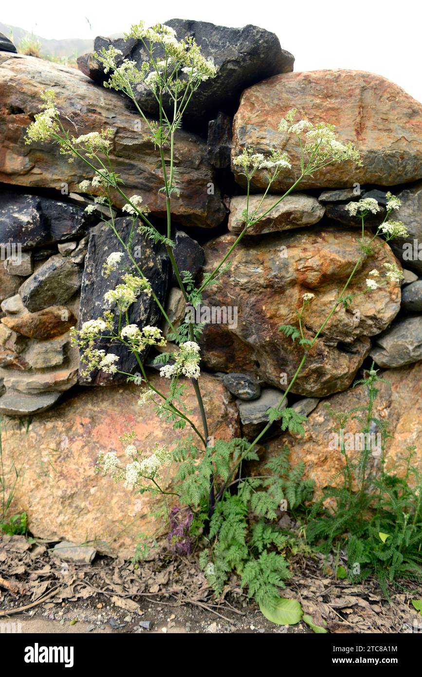 Poison hemlock (Conium maculatum) is a poisonous biennial plant native ...