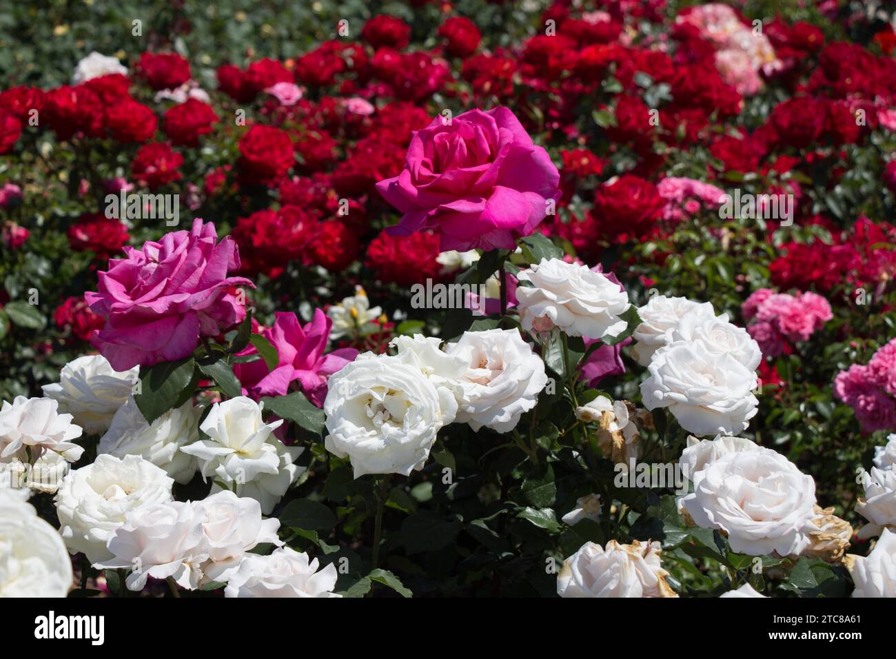 Blooming beautiful colorful roses in the garden background Stock Photo ...