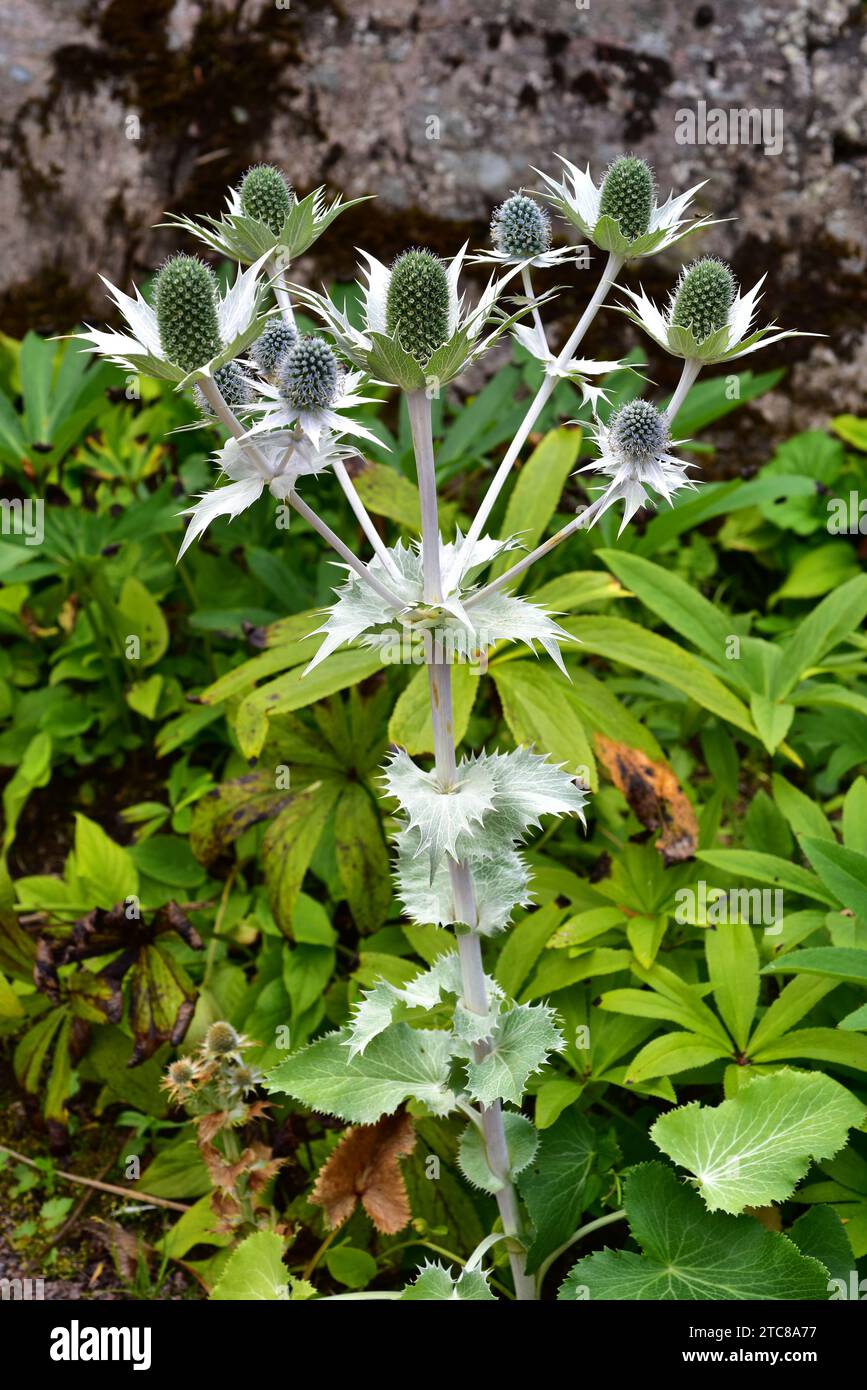 Miss Willmott's ghost (Eryngium giganteum) is a perennial plant netive ...