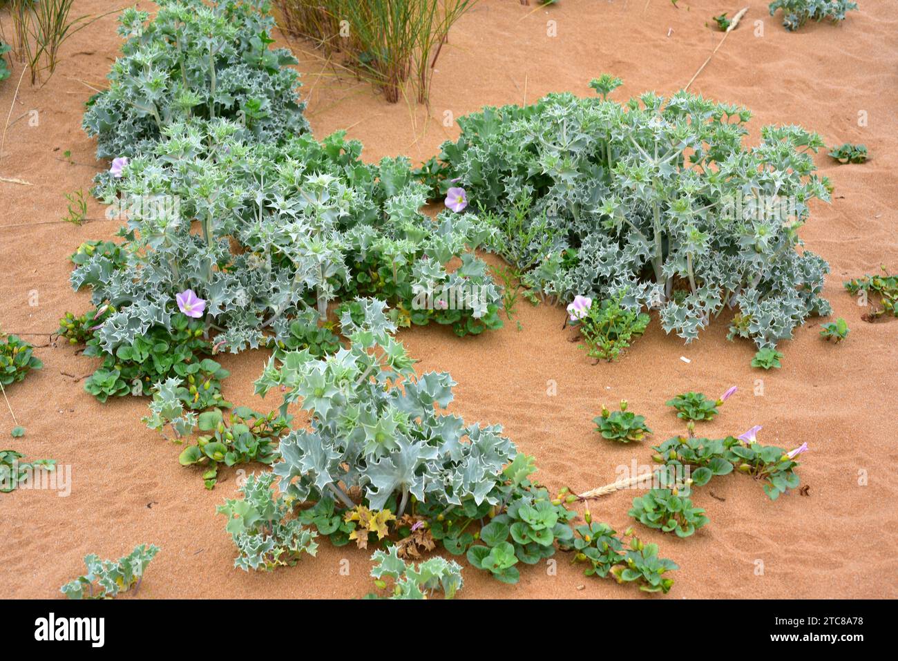 Sea holly or seaside eryngo (Eryngium maritimum) is a perennial plant ...