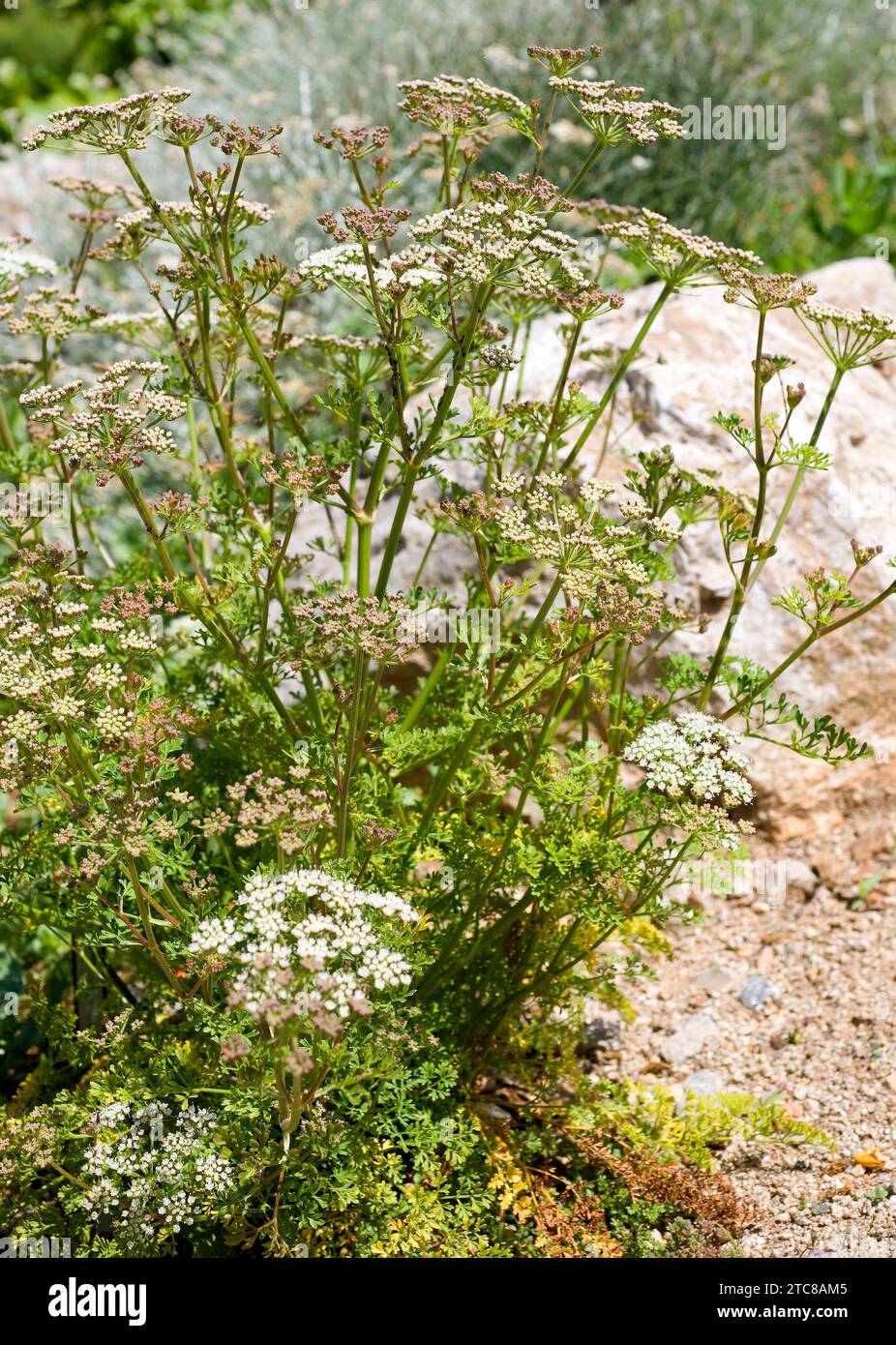 Turbit del Puig Major (Ligusticum huteri) is a perennial herb endemic ...