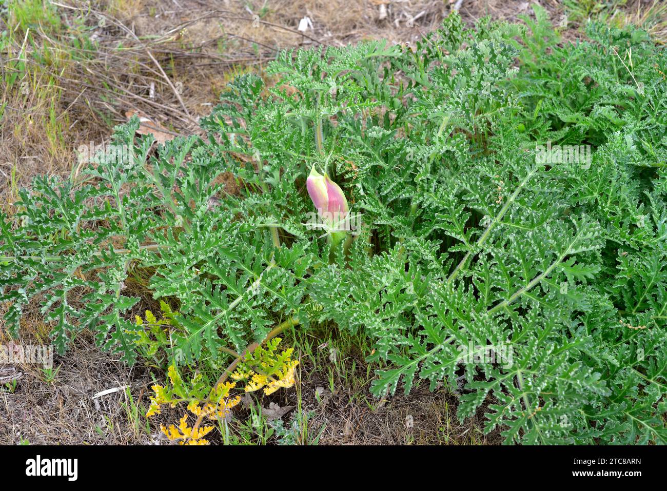 Villous deadly carrot (Thapsia villosa) is a poisonous perennial herb ...